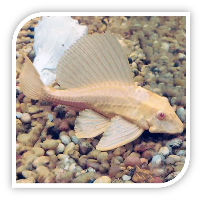 Albino Plecostomus - Buy Plecostomus Fish Today | Wholesale – Tri ...