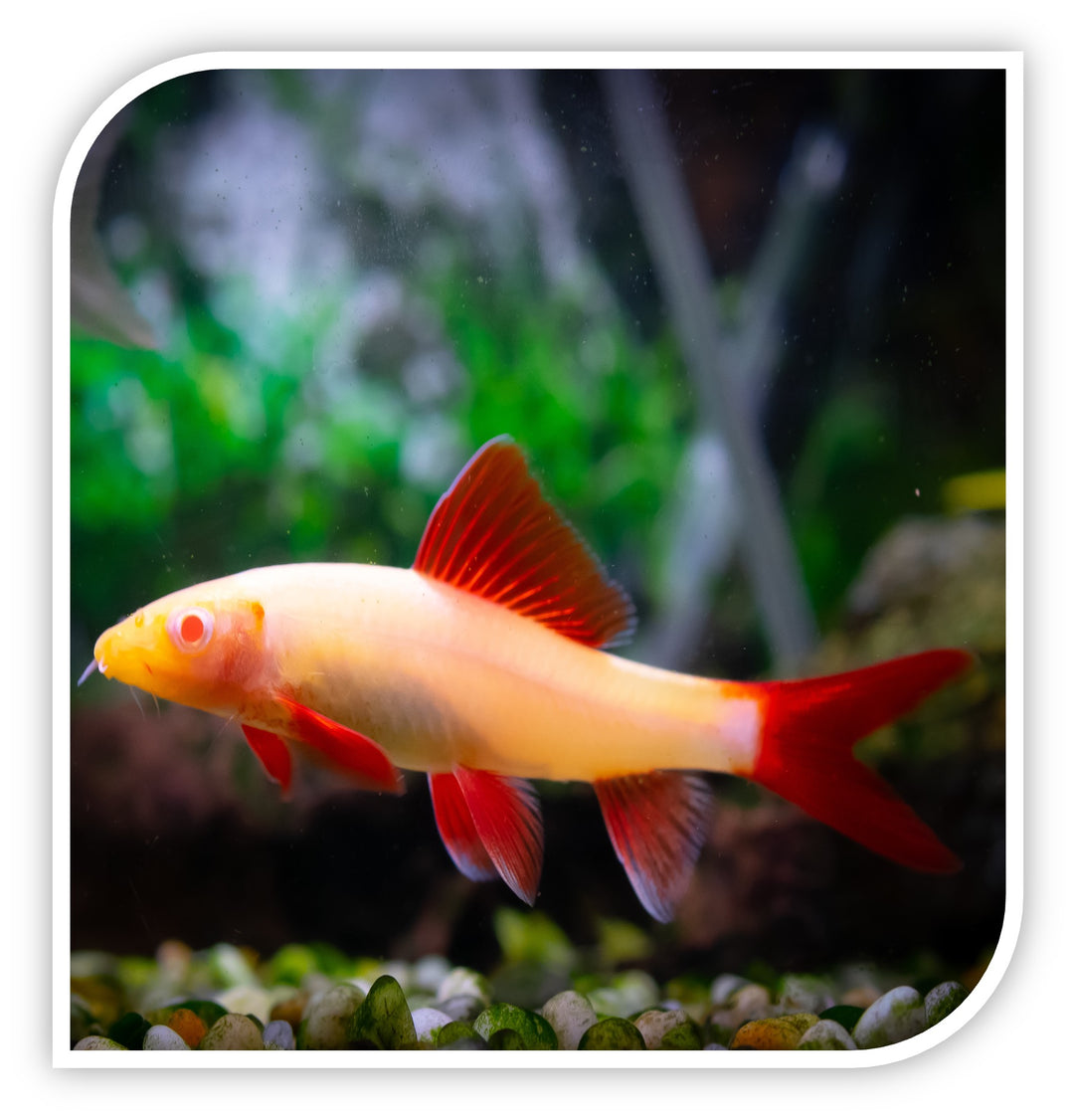 Shark | Albino Rainbow Sharks - Aquarium Sharks For Sale | Wholesale ...