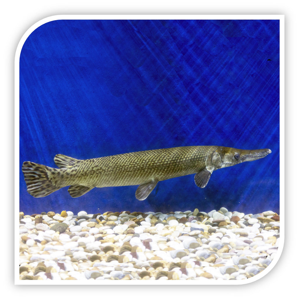 Alligator Gar | Garfish For Sale Online | Wholesale – Tri-County Tropicals