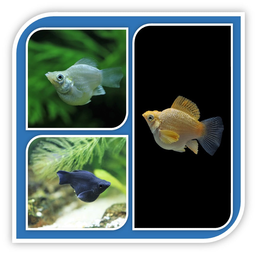 Aquarium Fish for Sale | Molly Fish for Sale | Wholesale – Tri-County ...