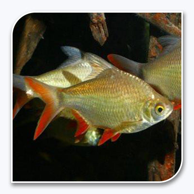 Barb | Red Tail Tinfoil Barb | Wholesale – Tri-County Tropicals