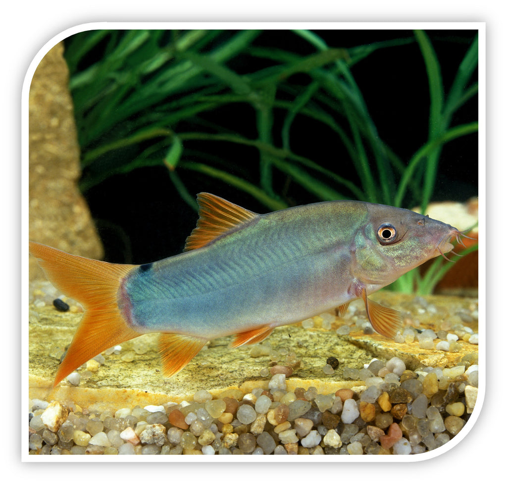 Blue Botia Loach - The Leading Online Freshwater Fish | Wholesale – Tri ...
