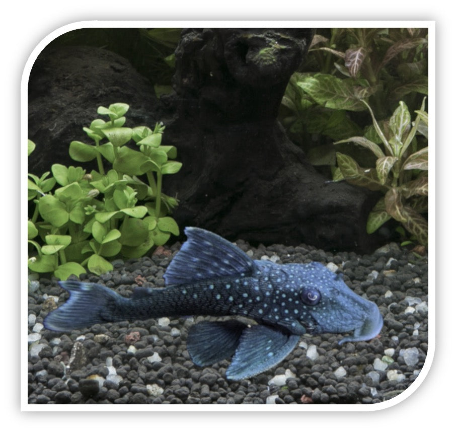 Common Plecostomus - Buy Plecostomus Fish Today | Wholesale – Tri ...