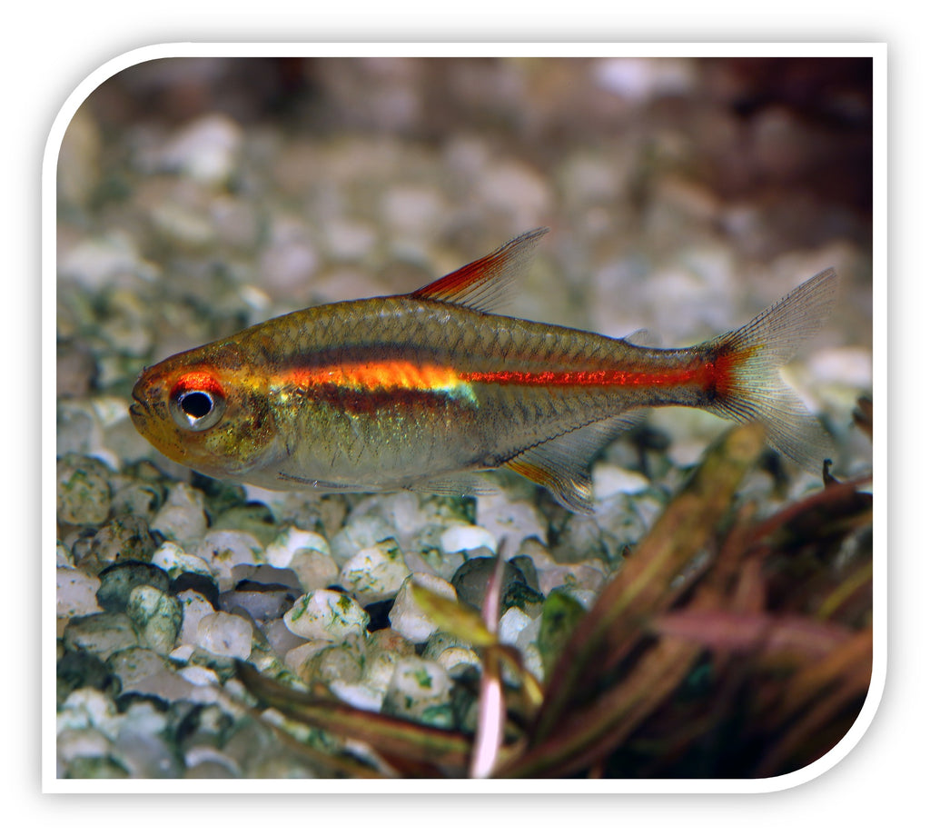 Aquarium Fish for Sale | Tetra Fish for Sale | Lowest Pricing Online ...