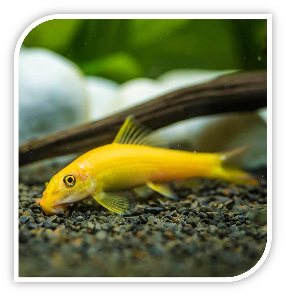 Golden Algae Eater - Wholesale Online – Tri-County Tropicals