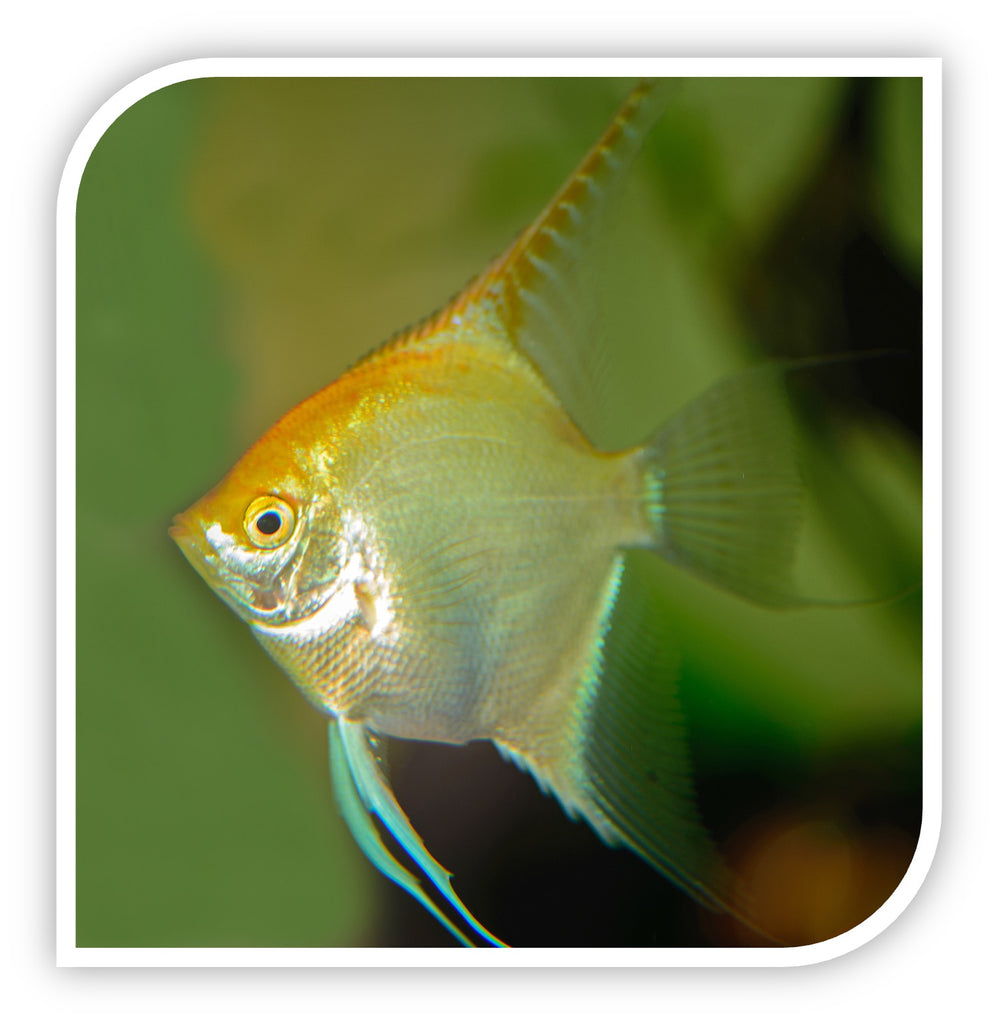 Angelfish | Gold Angel - Online Aquarium Fish | Wholesale – Tri-County ...