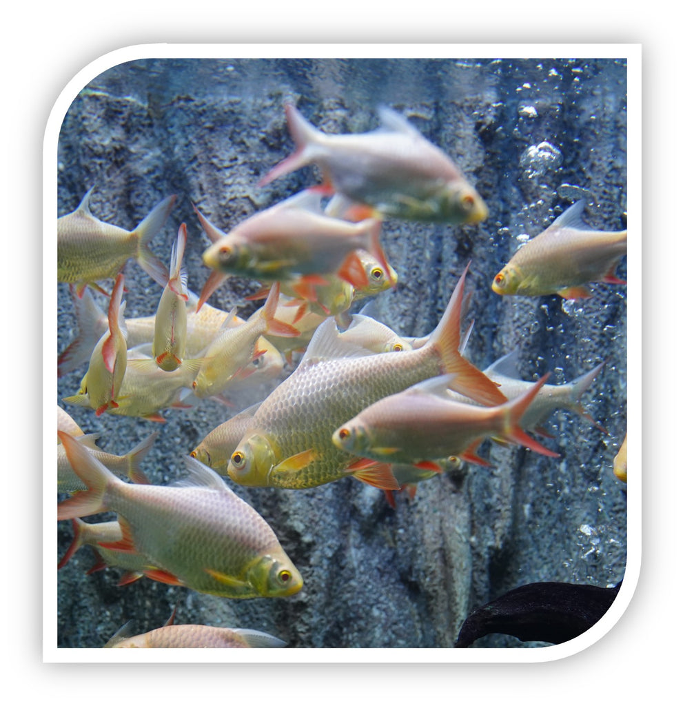 Barb | Red Tail Gold Tinfoil Barb | Wholesale – Tri-County Tropicals