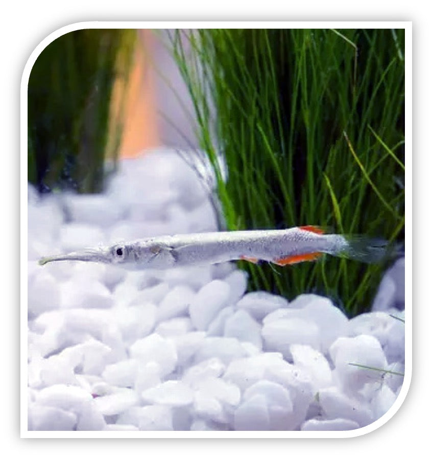 Halfbeak Gar | Garfish For Sale Online | Wholesale – Tri-County Tropicals