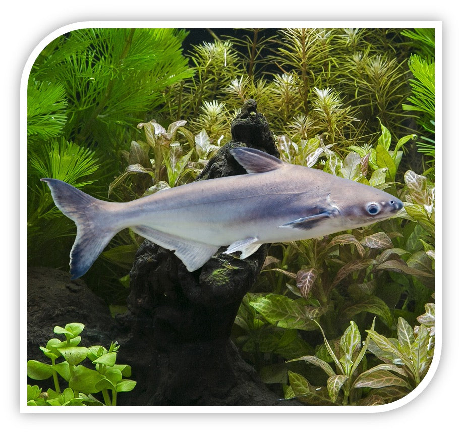 Shark | Iridescent Sharks - Aquarium Sharks For Sale | Wholesale – Tri ...
