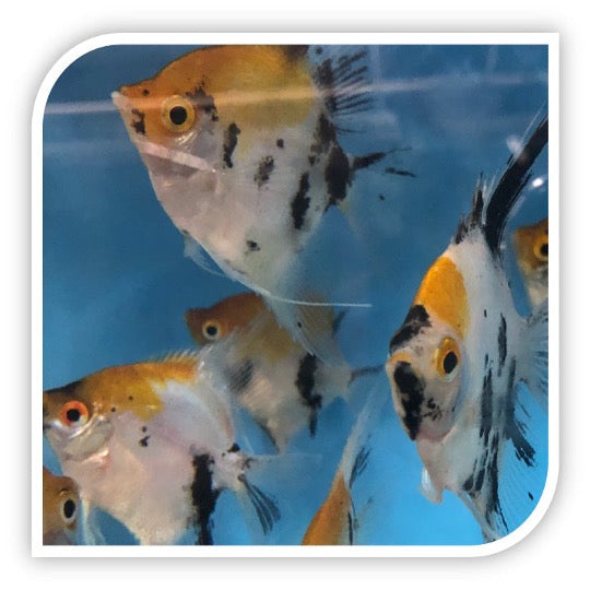 Angelfish | Koi Angel - Online Aquarium Fish | Wholesale – Tri-County ...