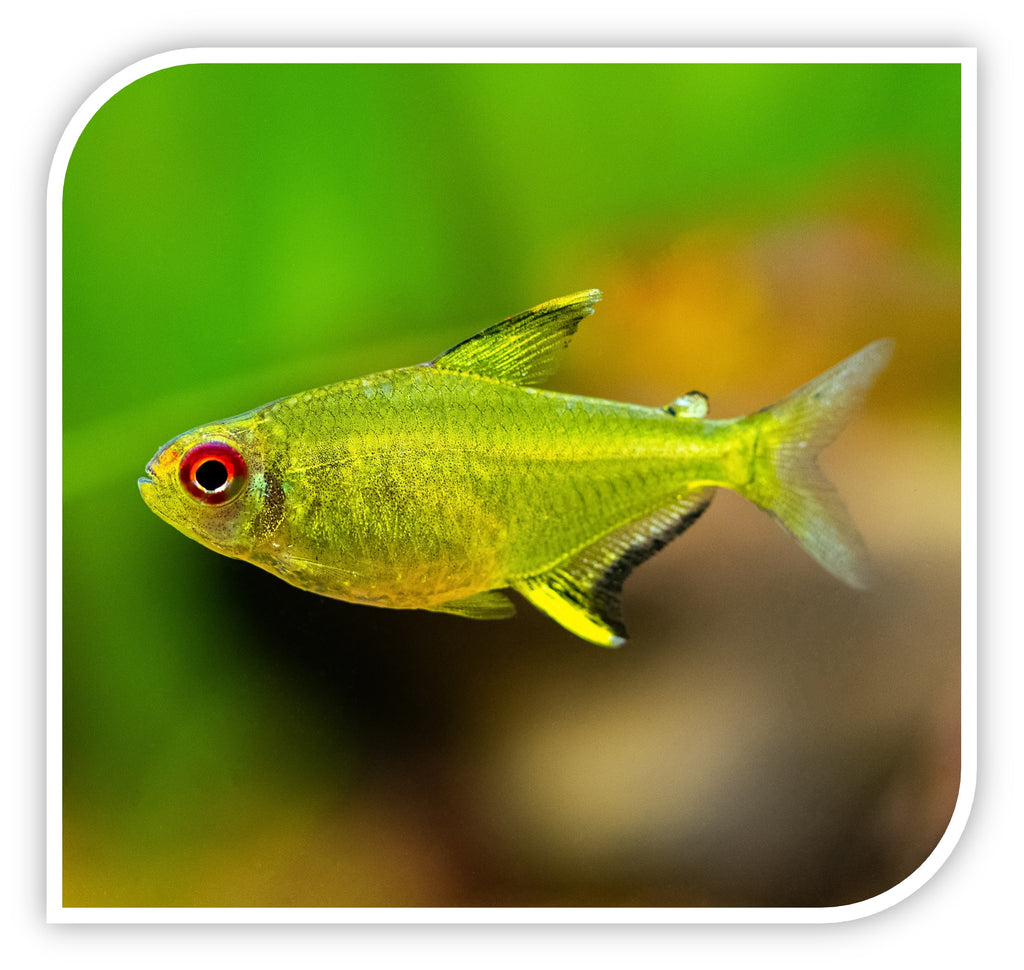 Lemon Tetra - Freshwater Aquarium Fish | Wholesale – Tri-County Tropicals