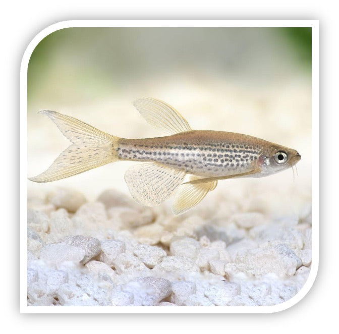 Longfin Leopard Danio - Buy Fish Online | Wholesale – Tri-County Tropicals
