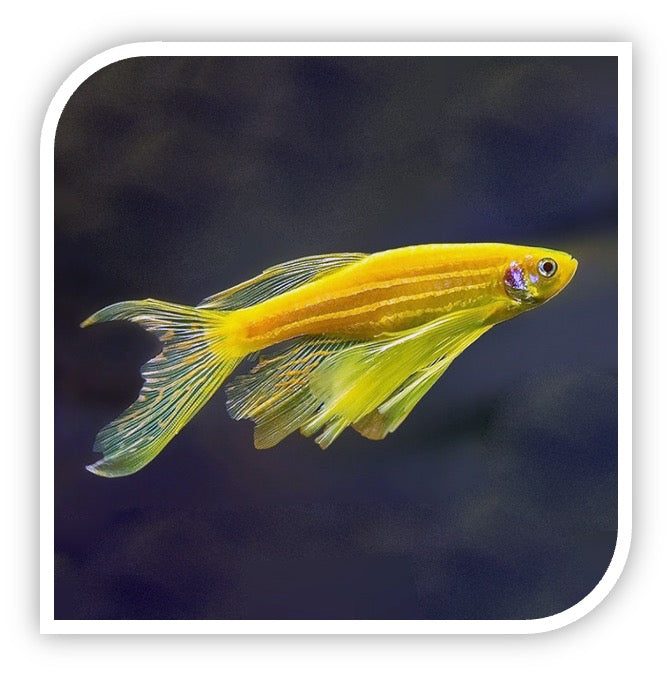 Longfin Gold Zebra Danio - Buy Fish Online | Wholesale – Tri-County ...