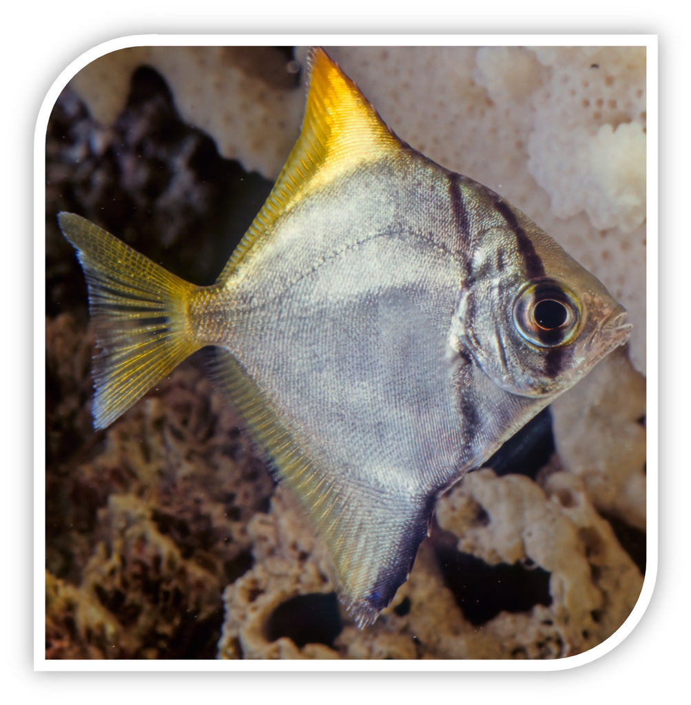 Argenteus Mono - Aquarium Fish For Sale | Wholesale – Tri-County Tropicals