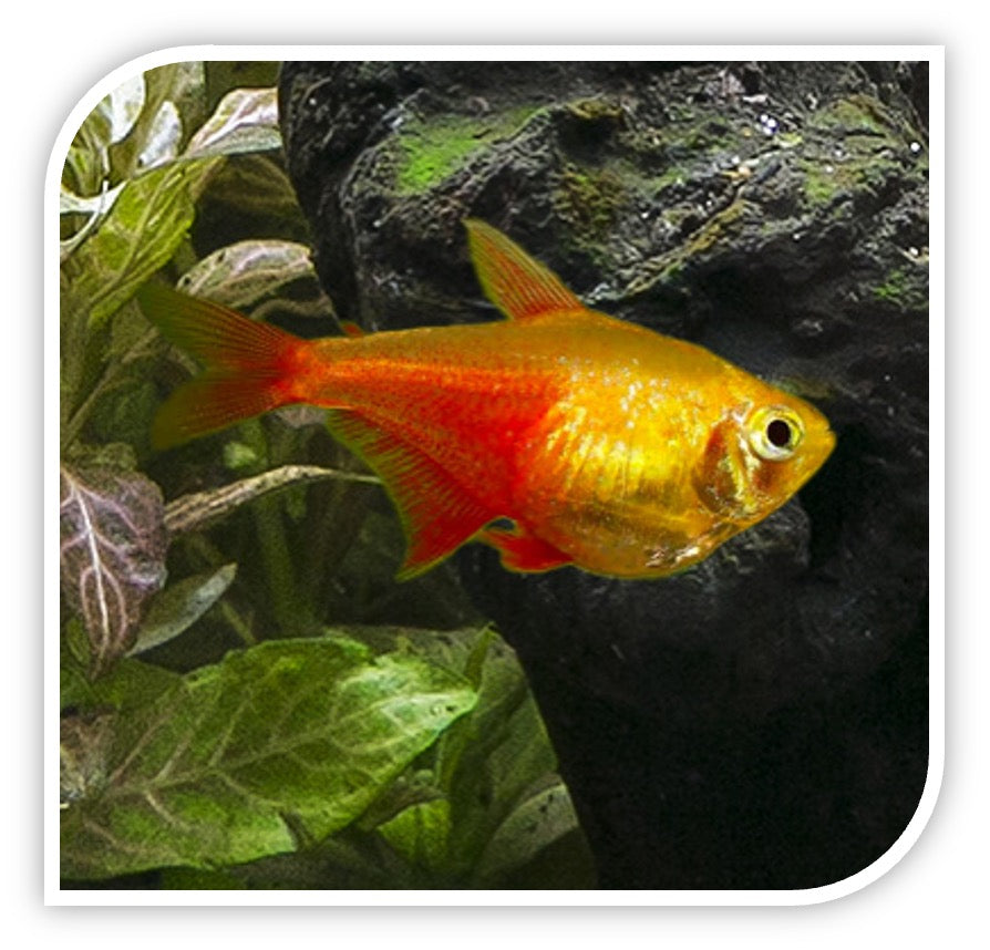 Orange Von Rio Tip Tetra - Freshwater Aquarium Fish | Wholesale – Tri ...