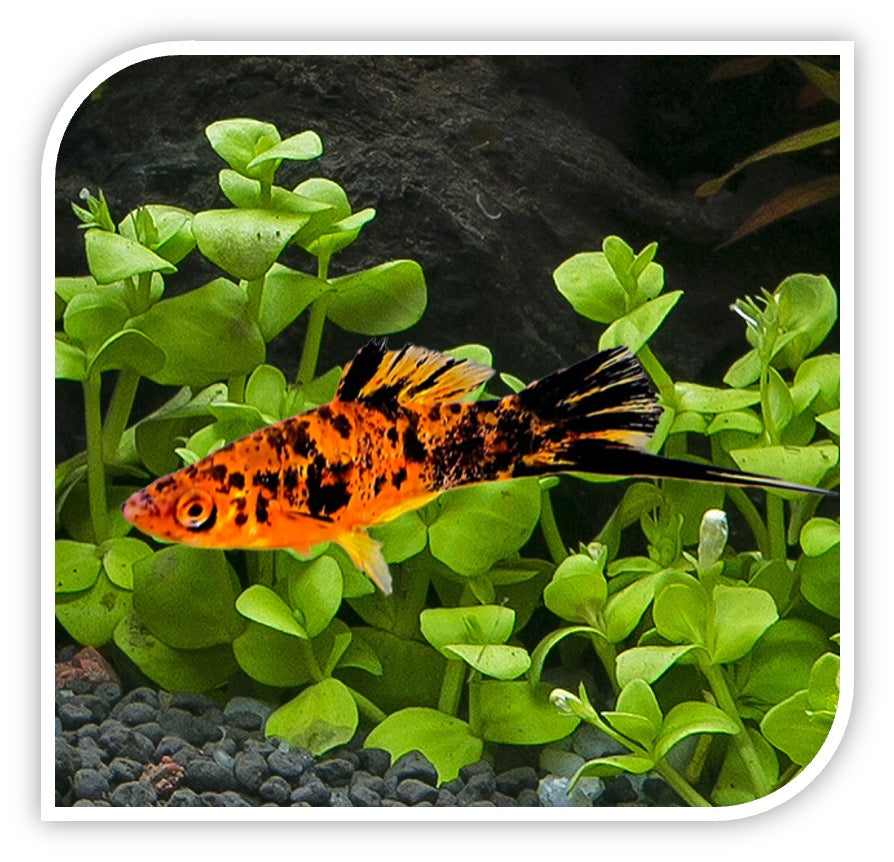 Swordtail Fish - Shop Our Online Fish Store Today | Wholesale – Tri ...