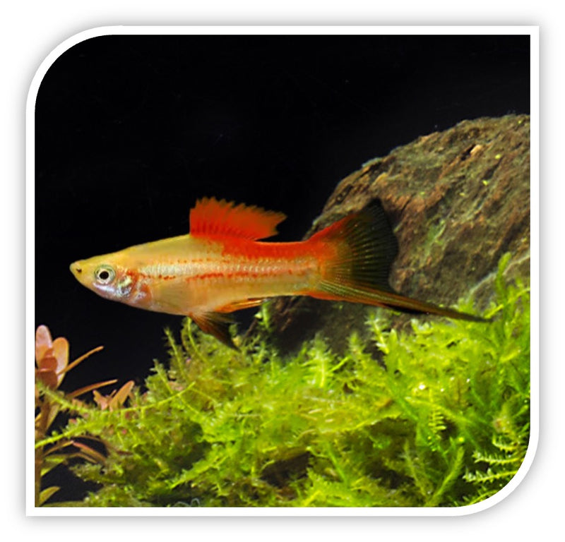 Pineapple Swordtail Fish