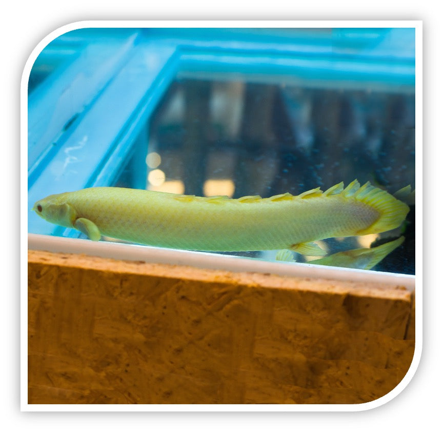 Polypterus Senegalus Albino - Aquarium Fish For Sale | Wholesale – Tri ...