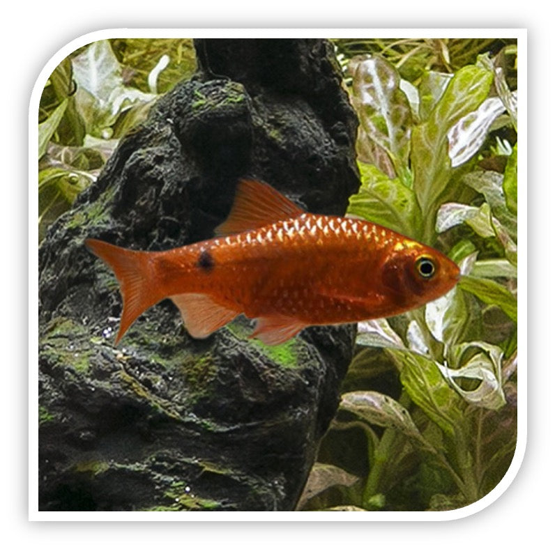 Bulk Order Form – Tri-County Tropicals