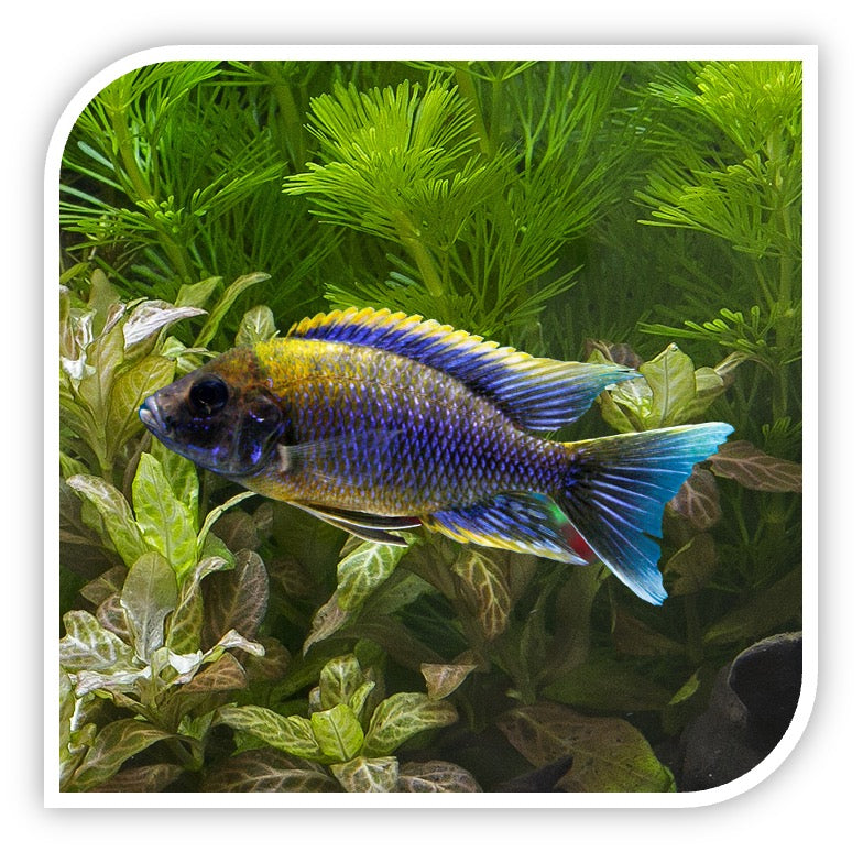 Red Top Lwanda Peacock Cichlid - African Cichlid Fish For Sale ...
