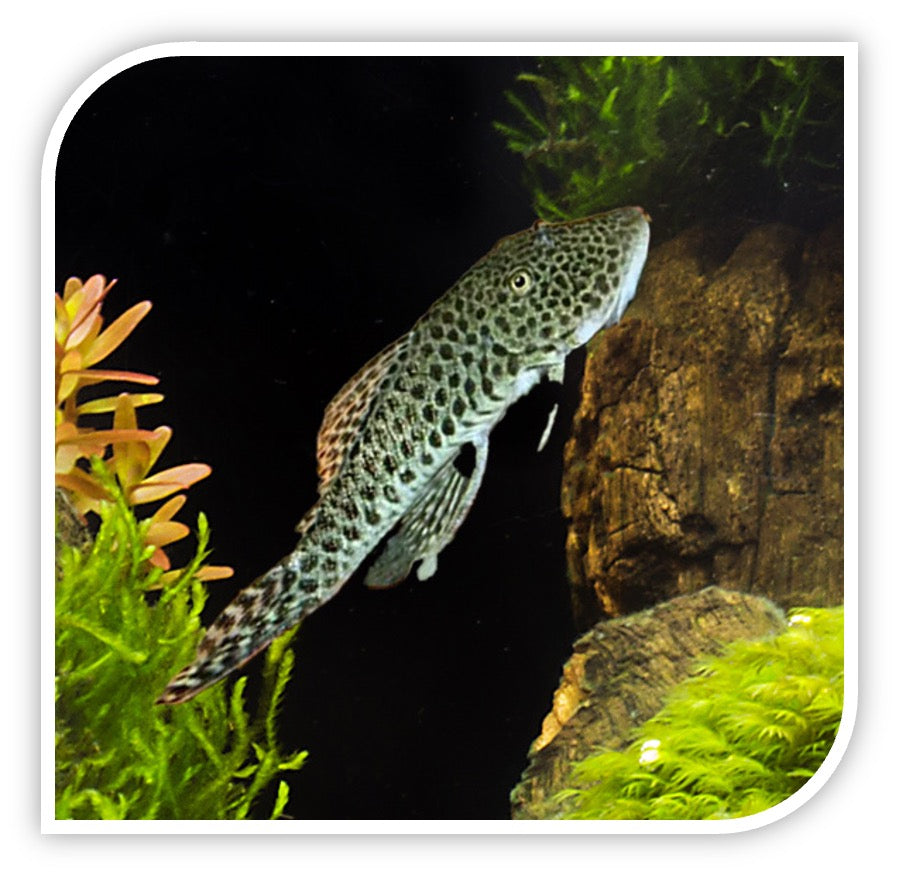 Bushynose Plecostomus - Buy Plecostomus Fish Today | Wholesale – Tri ...