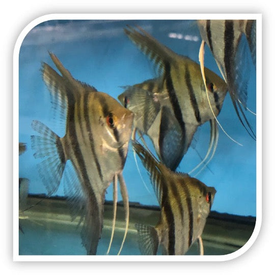 Angelfish | Silver Angel - Online Aquarium Fish | Wholesale – Tri ...