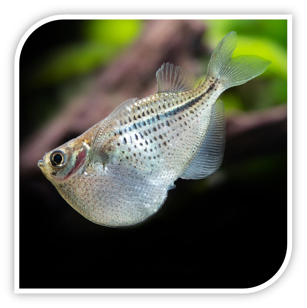 Silver Hatchetfish | Tetra Fish for Sale | Lowest Pricing Online ...