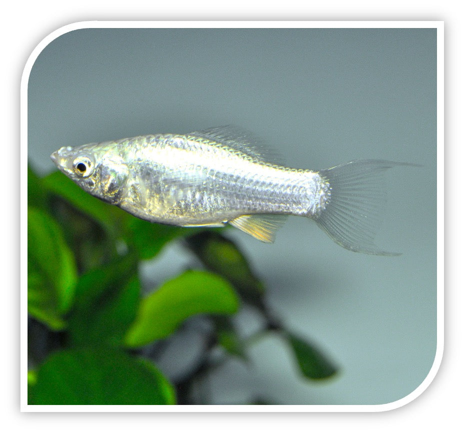 Aquarium Fish for Sale | Molly Fish for Sale | Wholesale – Tri-County ...