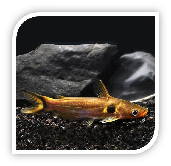 Catfish | Sun Catfish - Buy Wholesale Aquarium Fish Online – Tri-County ...
