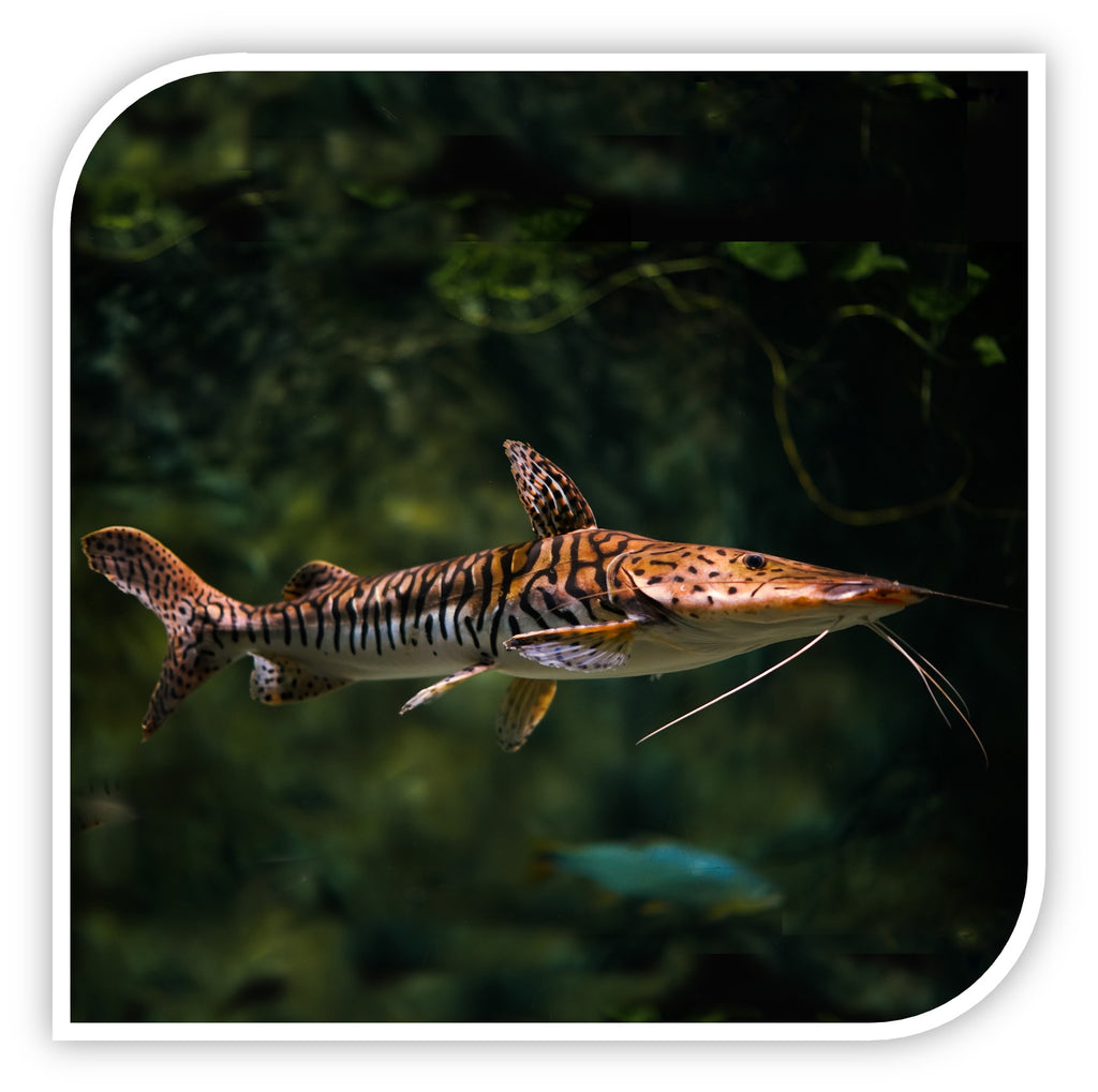 Catfish | Tiger Shovelnose Catfish - Wholesale – Tri-County Tropicals