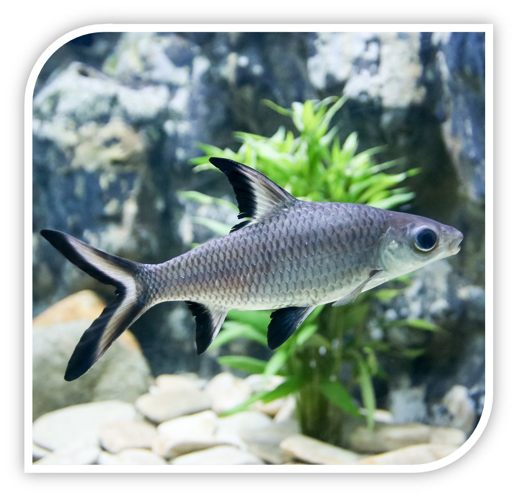 Shark | Tri-Color Sharks - Aquarium Sharks For Sale | Wholesale – Tri ...