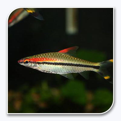 Barb | Red Line Torpedo Barb | Wholesale – Tri-County Tropicals
