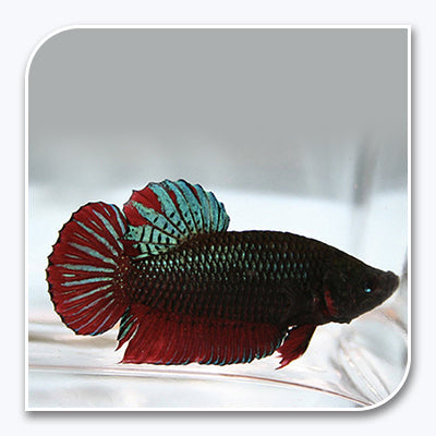 Bulk Order Form – Tri-County Tropicals