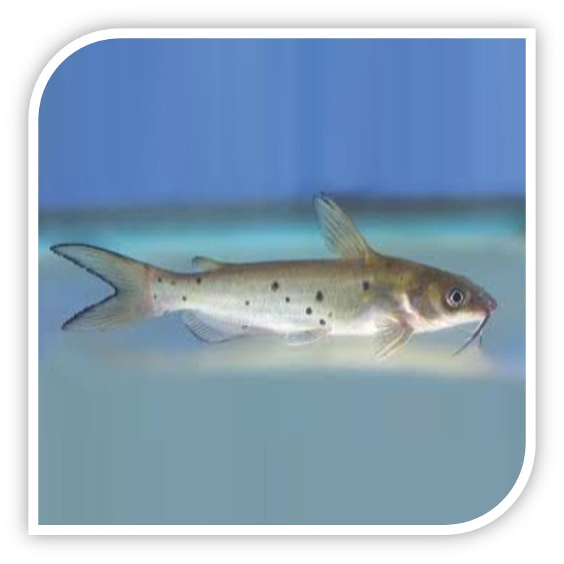 Catfish | Blue Channel Catfish | Wholesale – Tri-County Tropicals