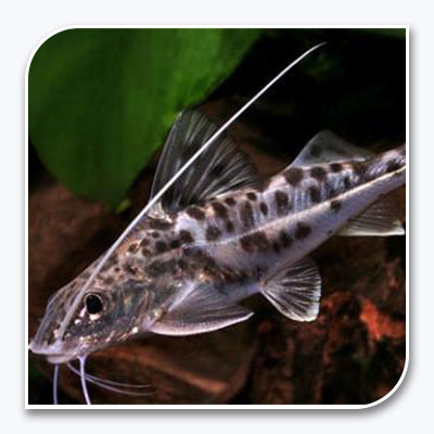 Catfish | Pictus Catfish - Wholesale – Tri-County Tropicals