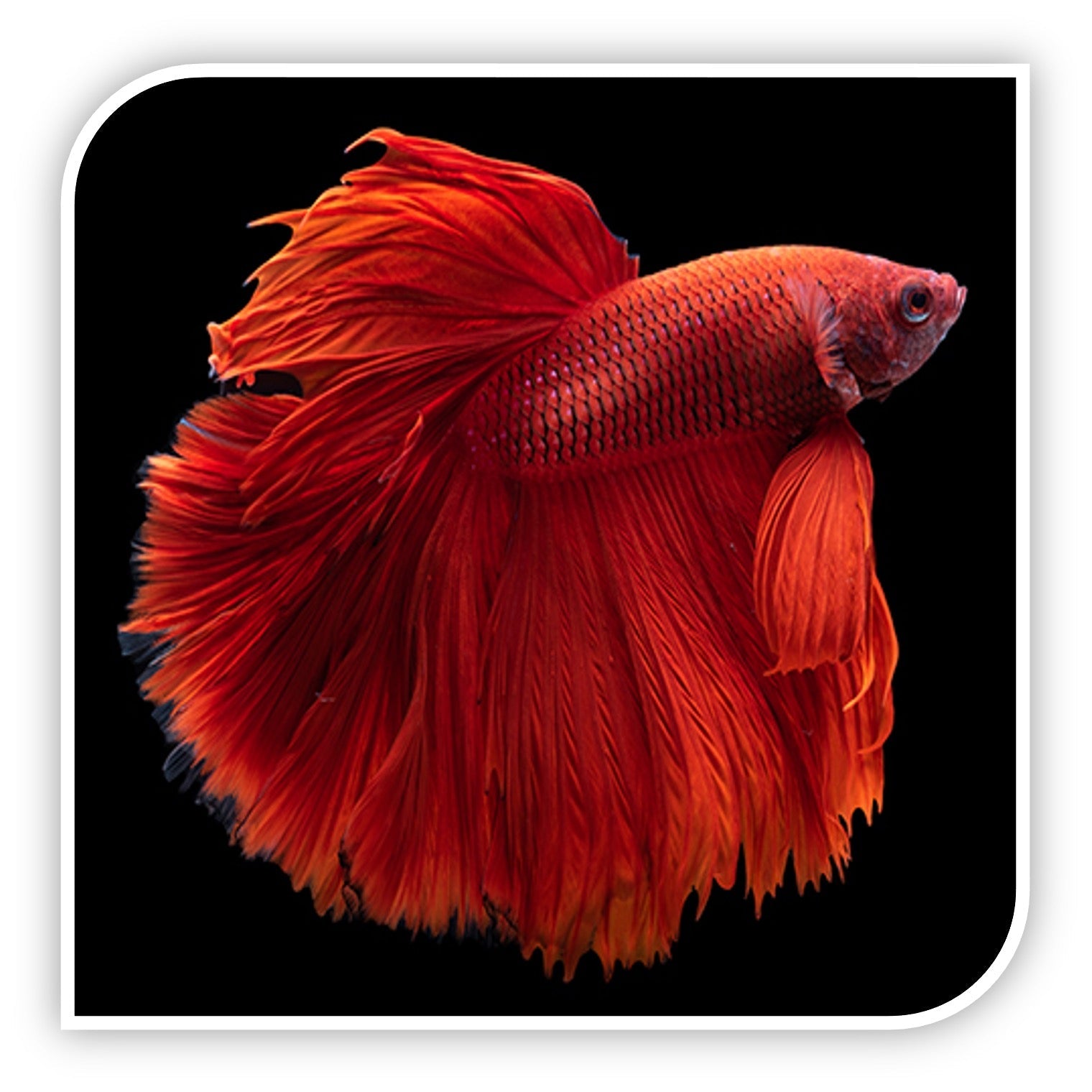 Bettas | Super Delta Betta - Shop Freshwater Fish | The iFISH Store ...
