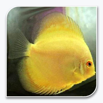 Aquarium Fish for Sale | Discus for Sale | Wholesale – Tri-County Tropicals