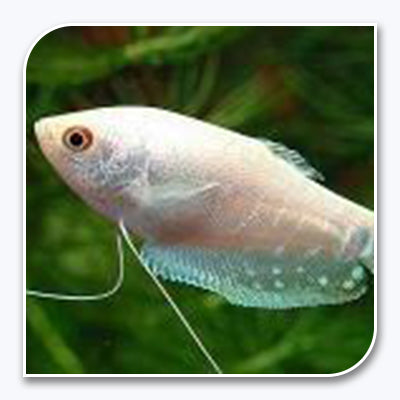 Gourami - Wholesale | Leading Freshwater Fish Online – Tri-County Tropicals