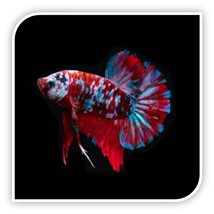Bettas | Koi Betta - Shop Freshwater Fish | Wholesale – Tri-County ...