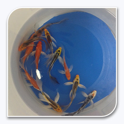 Koi Fish for Sale | Lowest Pricing Online | Wholesale – Tri-County ...