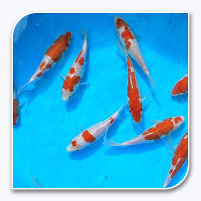Koi Fish for Sale | Lowest Pricing Online | Wholesale – Tri-County ...