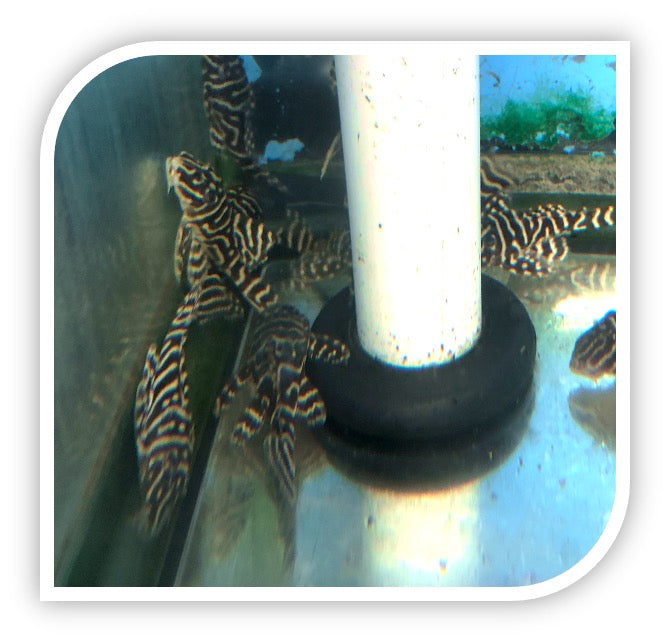 Mega Clown Plecostomus - Buy Plecostomus Fish Today | Wholesale – Tri ...