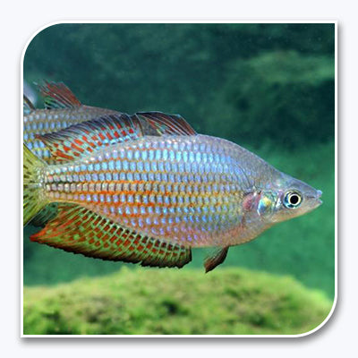 Australian Rainbow - Buy Rainbow Fish Today | Wholesale – Tri-County ...