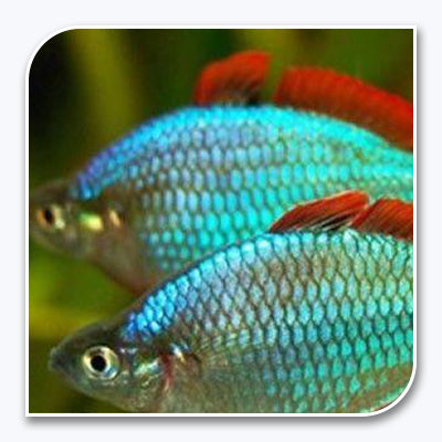 Praecox Rainbow - The Best Freshwater Aquarium Fish | The iFish Store ...