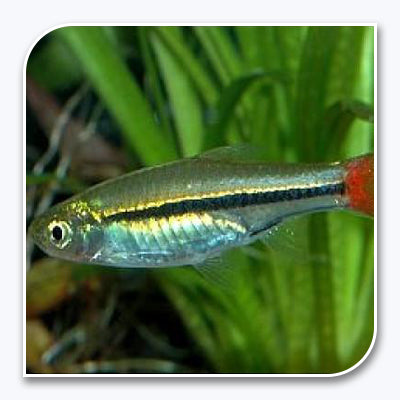 Brilliant Rasbora - The Best Freshwater Aquarium Fish | Wholesale – Tri ...