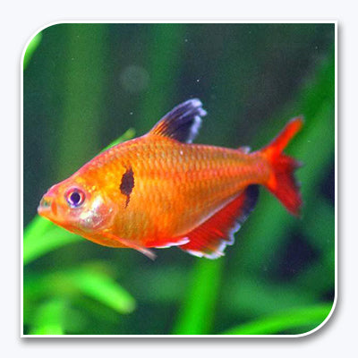 Aquarium Fish for Sale | Tetra Fish for Sale | Lowest Pricing Online ...